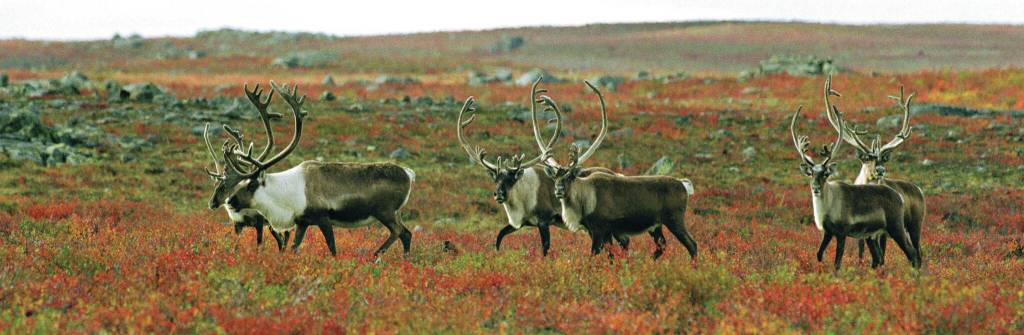 Nancy Vail: We should be worried about caribou, not mining conferences ...